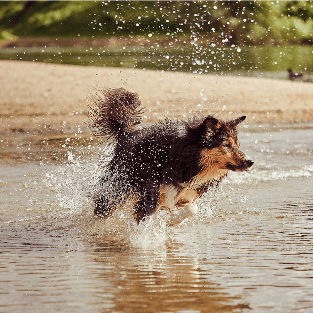 How to keep your dog’s joints healthy - top tips for mobility and join ...