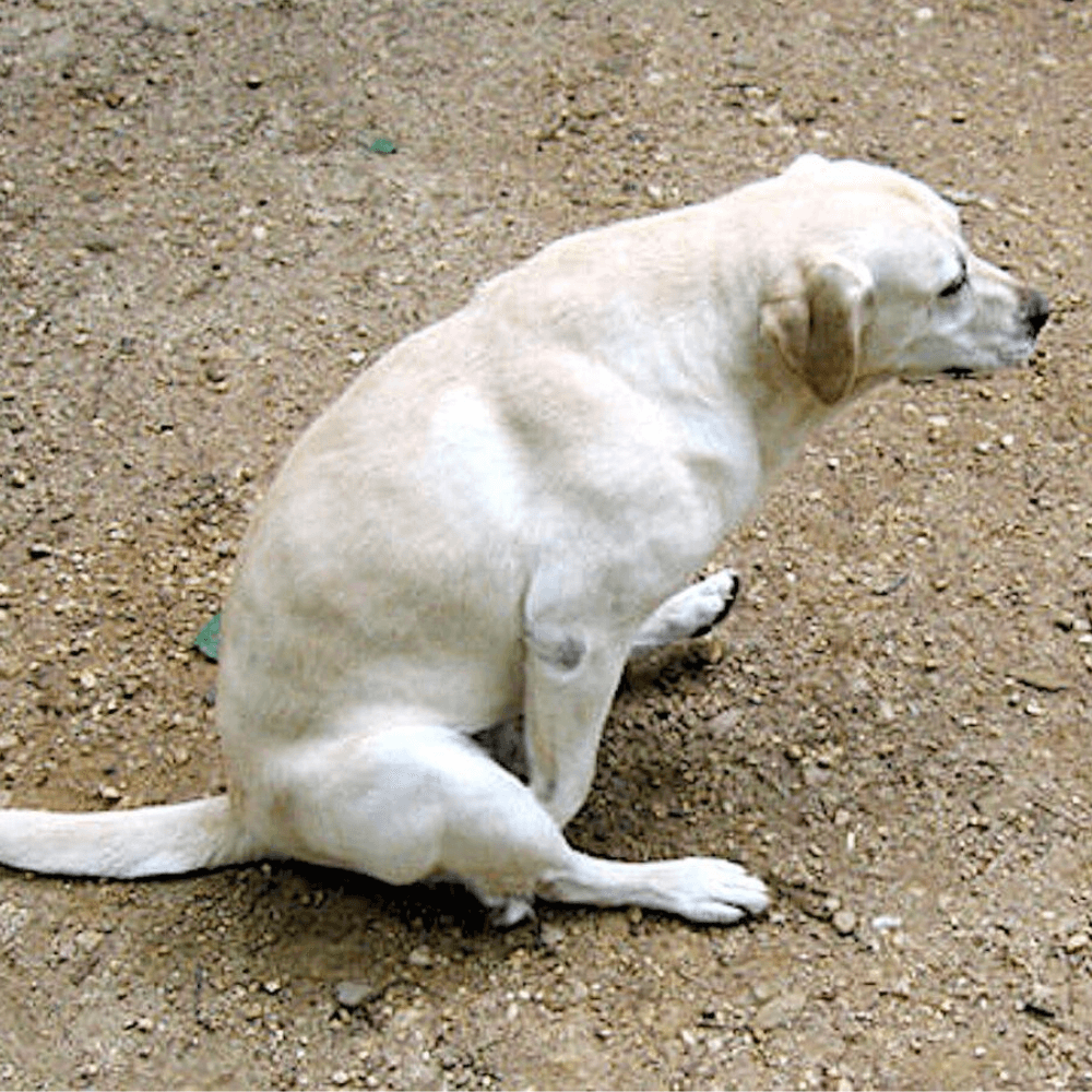 Why does my dog scoot? Causes, prevention, and natural remedies – CliniPaw