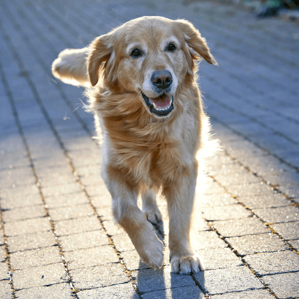 Arthritis in pets: how to spot the signs and keep your pet comfortable ...