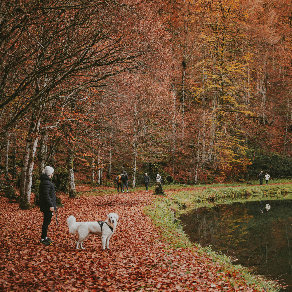 Step into autumn: celebrating National Walk Your Dog Week 2025 – CliniPaw