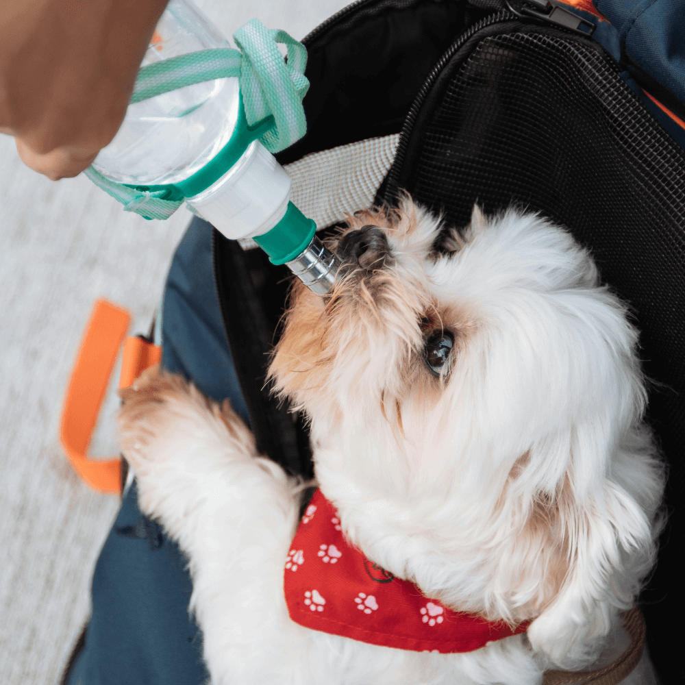 Pet CPR & first aid: what every UK pet owner should know – CliniPaw