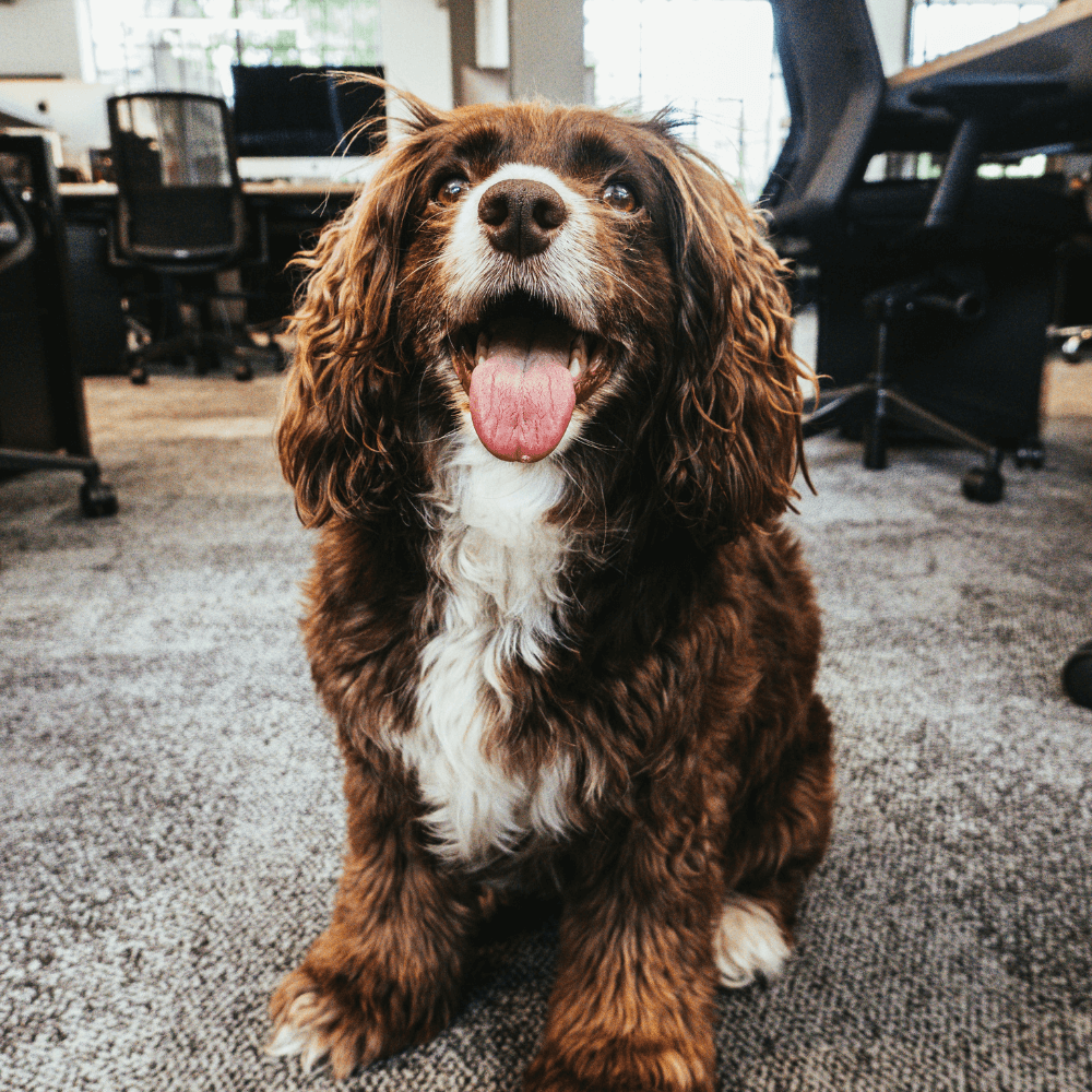 Celebrating Take Your Dog to Work Day in the UK – CliniPaw