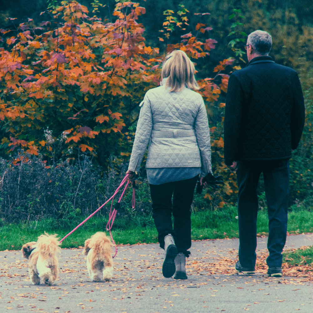 The health benefits of walking your dog every day – CliniPaw