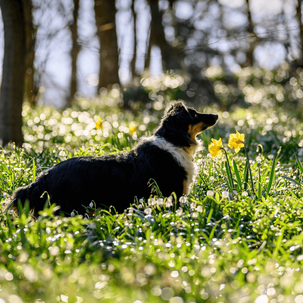 Spring health checklist for your dog – CliniPaw