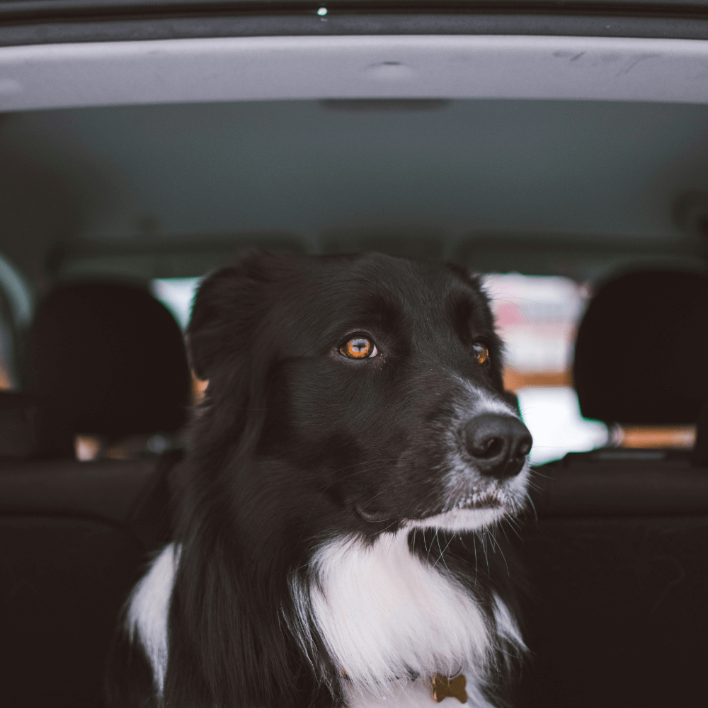 How to travel with an anxious dog - tips for a calm, stress-free journ ...